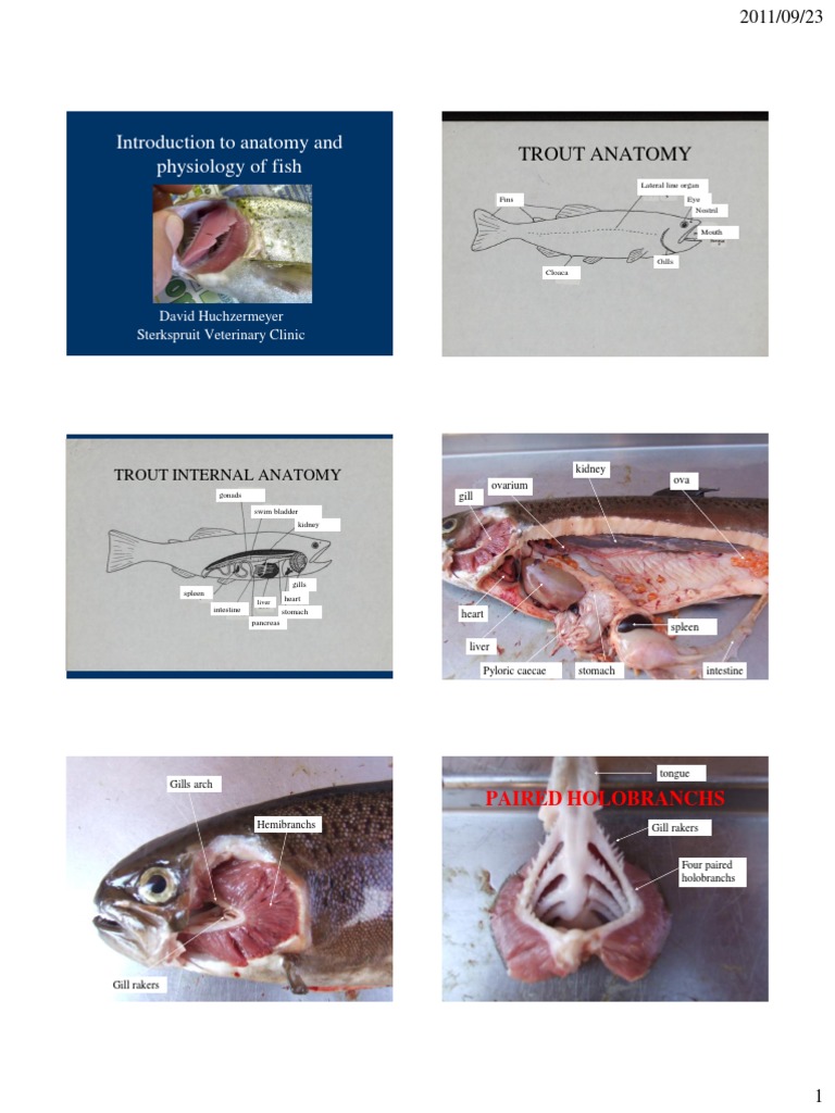 Introduction To Anatomy and Physiology of Fish | PDF | Immune System ...