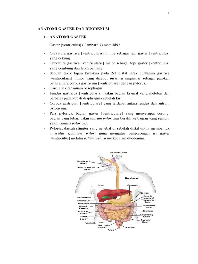 Anatomi Gaster Dan Duodenum | PDF