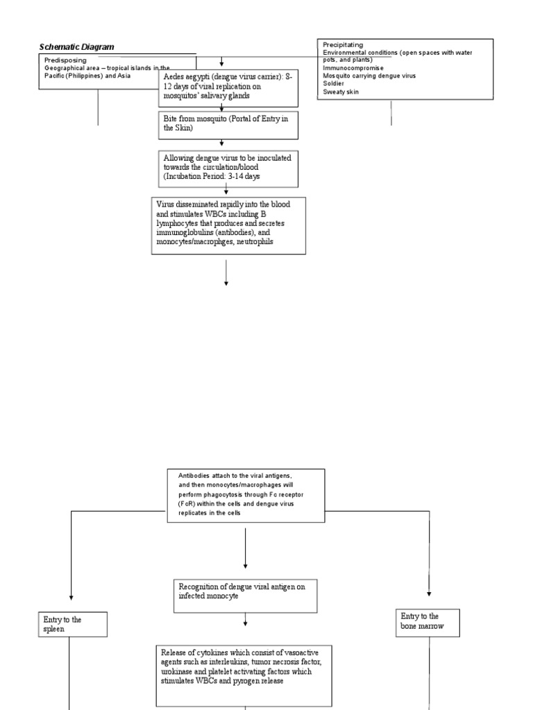 Dengue Hemorrhagic Fever Pathophysiology Diagram | PDF | Macrophage ...