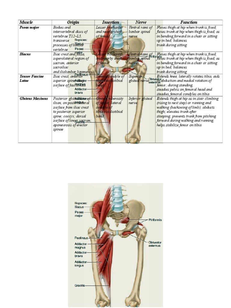 Muscle Origin Insertion Nerve Function: Psoas Major | PDF | Hip | Limbs ...