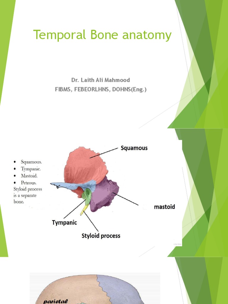 Temporal Bone Anatomy | PDF | Skeletal System | Human Head And Neck