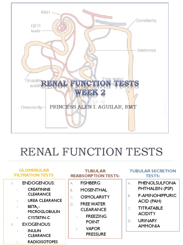 Week 2-Renal Function Tests and Intro To Urinalysis | PDF | Renal ...