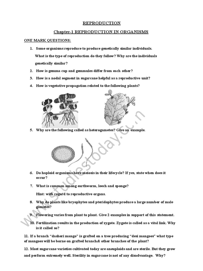 Reproduction Chapter-1 Reproduction in Organisms | PDF | Menstrual ...