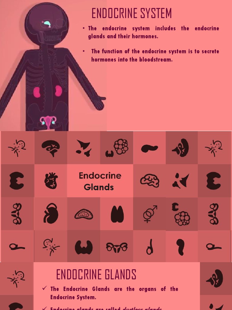The Endocrine System | PDF | Endocrine System | Hormone
