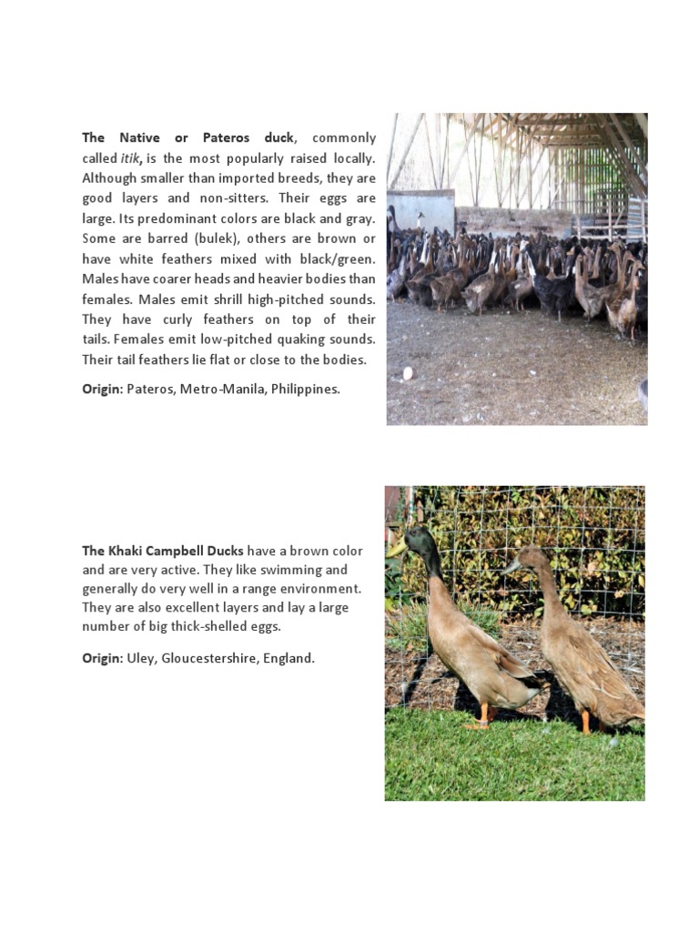 The Native or Pateros Duck | PDF | Sheep | Cattle