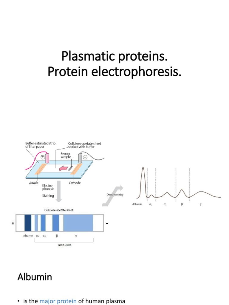 Plasmatic Proteins. Protein Electrophoresis | PDF | Blood Plasma ...