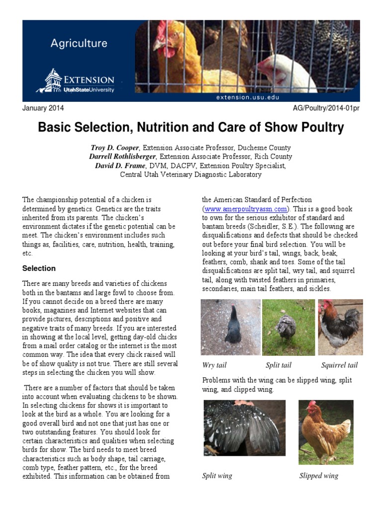 All About Poultry | PDF | Poultry | Birds