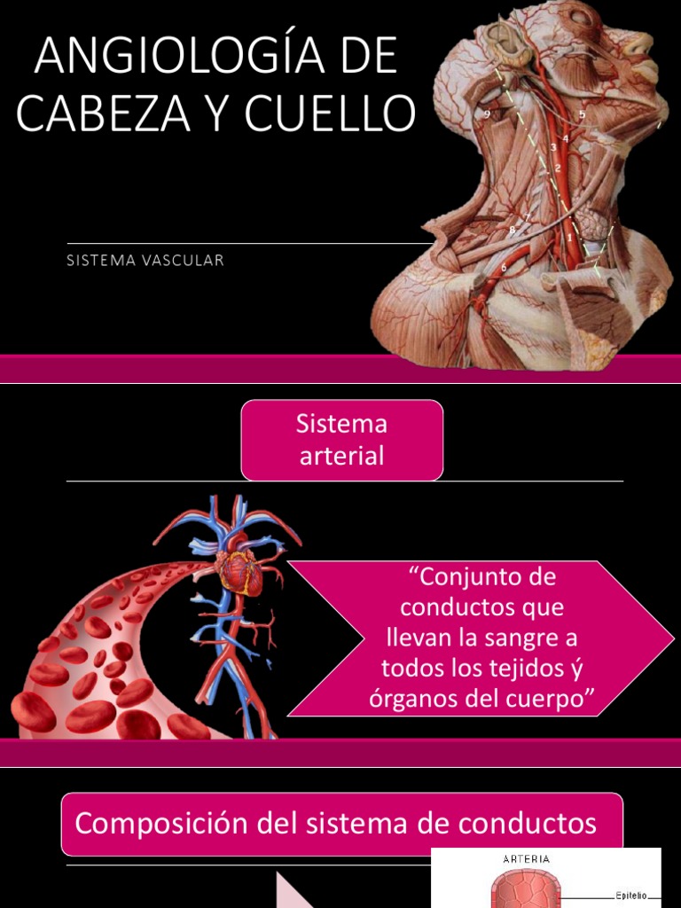 Angiología De Cabeza Y Cuello: Sistema Vascular | Sistema circulatorio ...