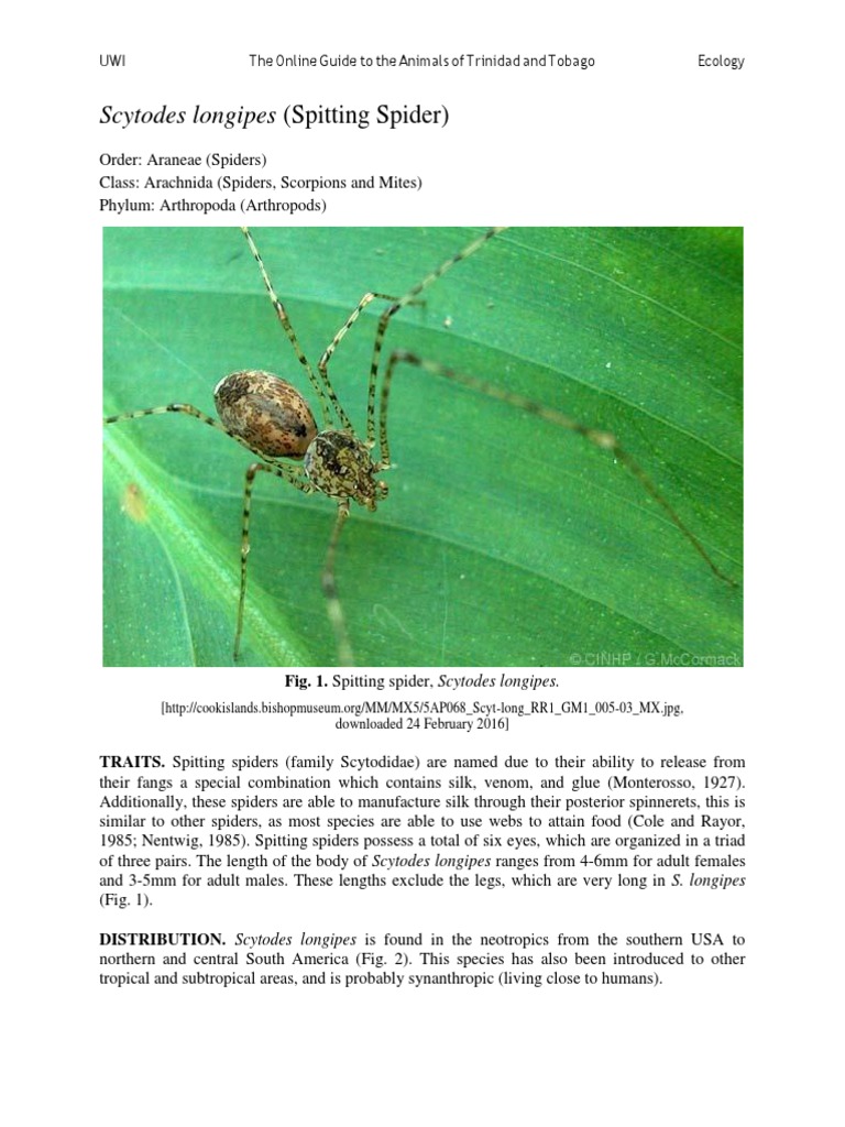 Scytodes - Longipes - Spitting Spider | PDF | Spider | Predation