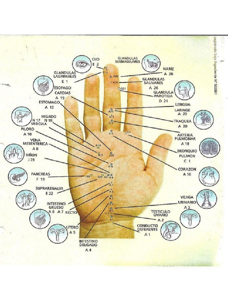 Acupresión Digitopuntura Mapa de Manos | PDF