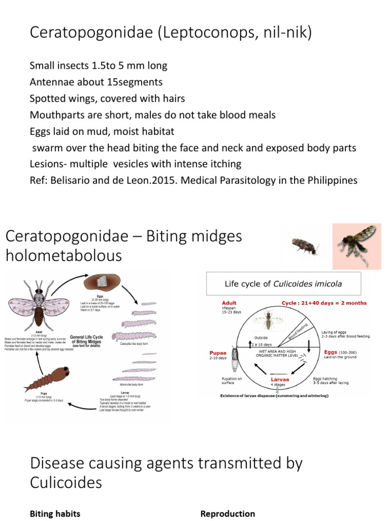 Ceratopogonidae (Leptoconops, Nil-Nik) | PDF | Wellness | Science ...