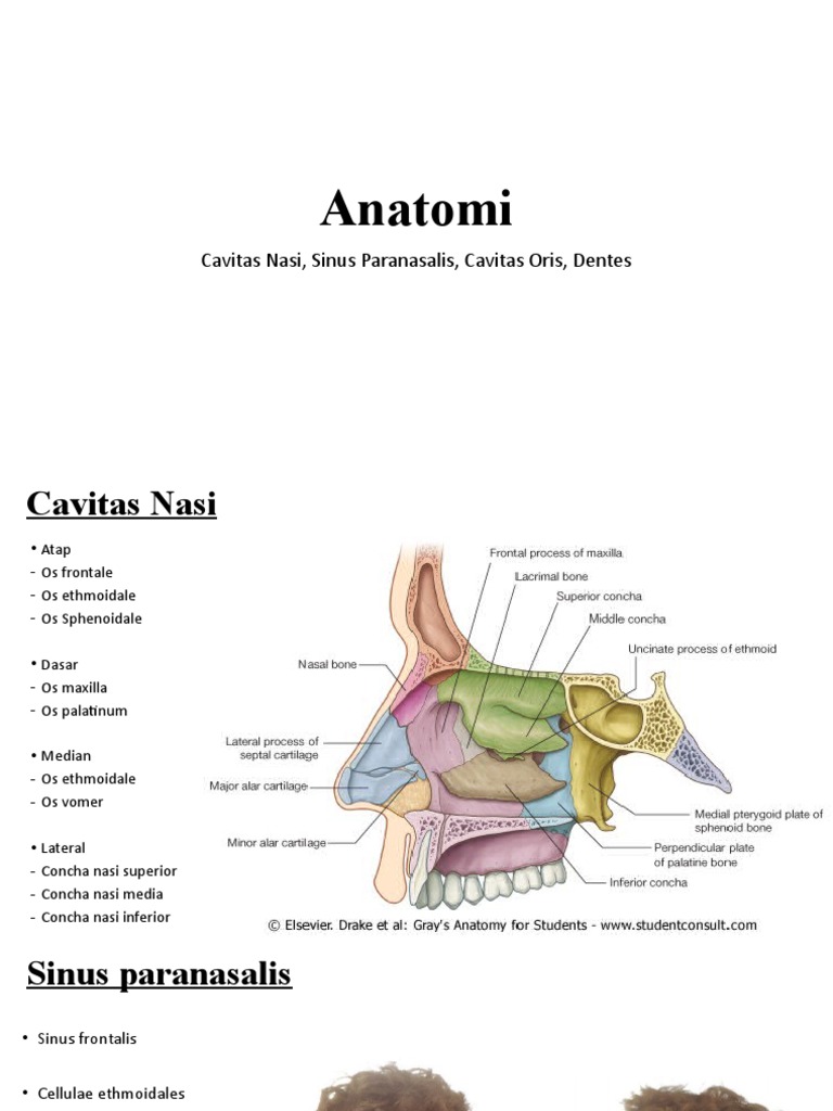 Anatomi Cavitas Oris, Cavitas Nasi, Sinus Paranasalis, Sinus Maxillaris ...