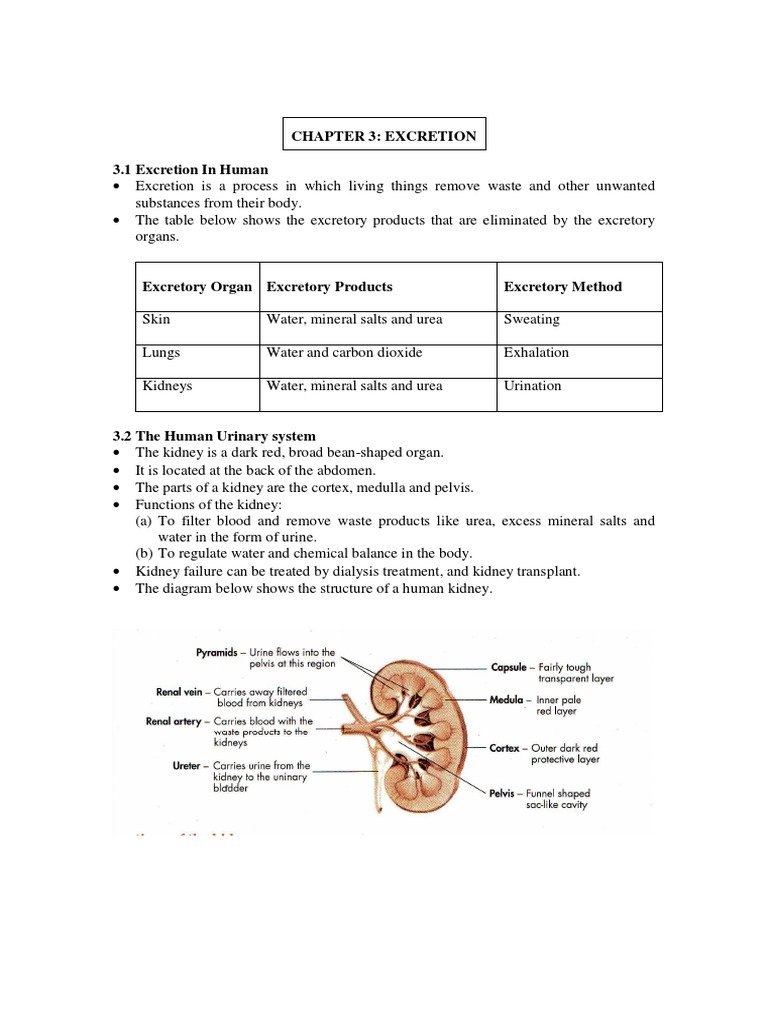 Science Form 3 Chapter 3 Excretion PDF | PDF