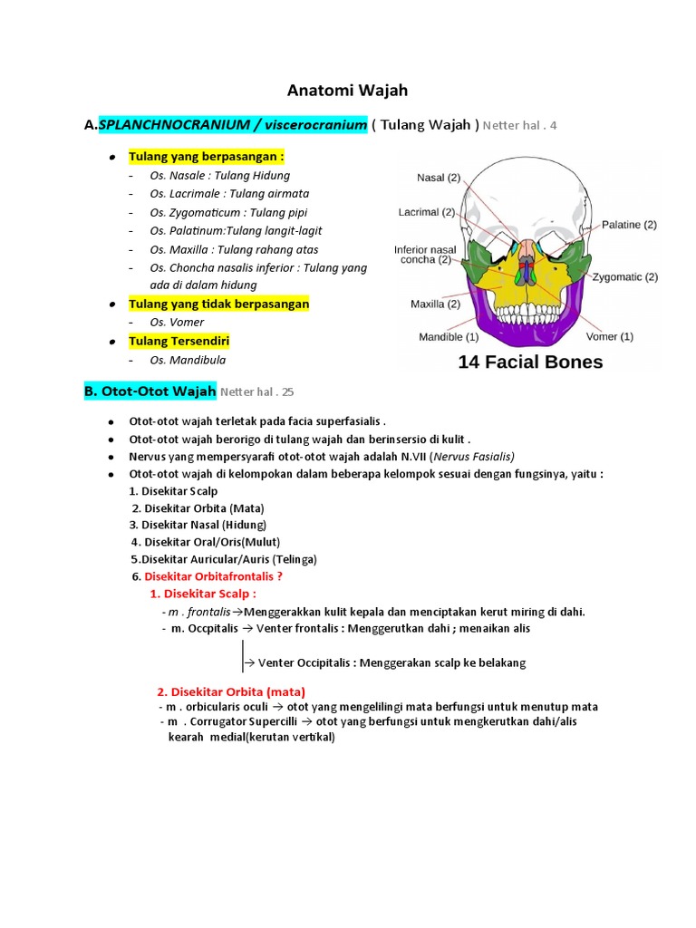 Rangkuman Anatomi Wajah Andri | PDF