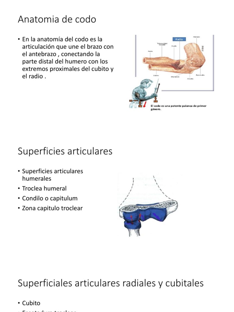 Anatomia de Codo | PDF | Codo | Sistema musculoesquelético