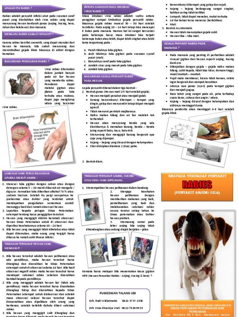 Leaflet Rabies | PDF