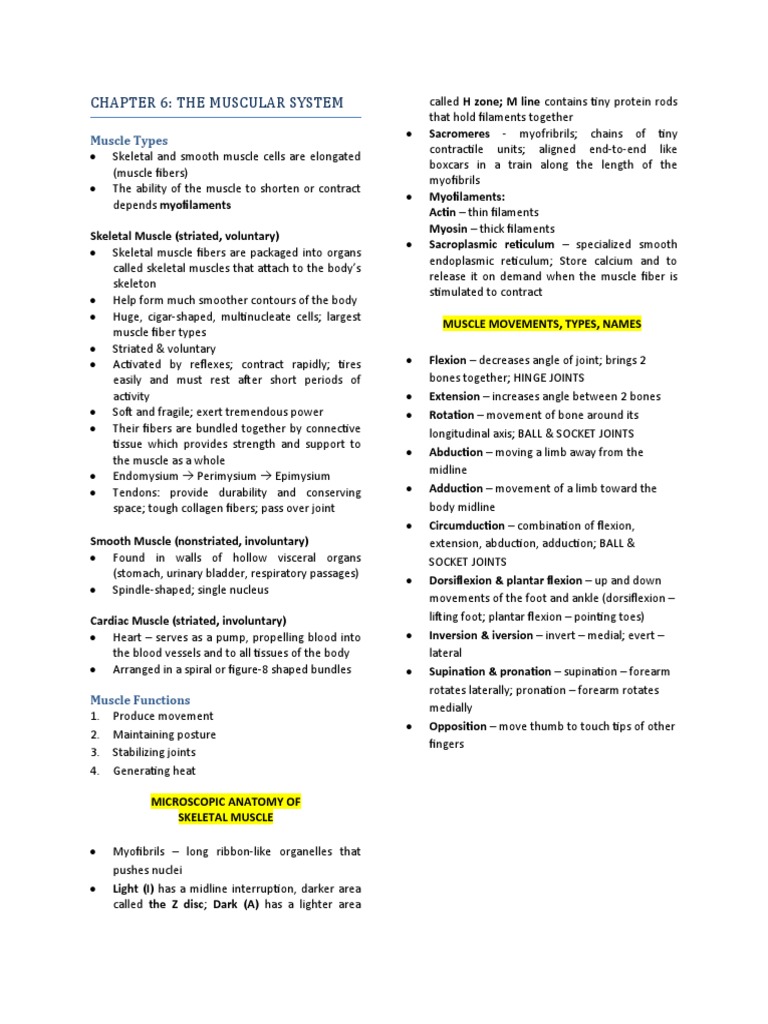 Biosci Chap6 (Muscular System Notes) | PDF | Pelvis | Anatomical Terms ...