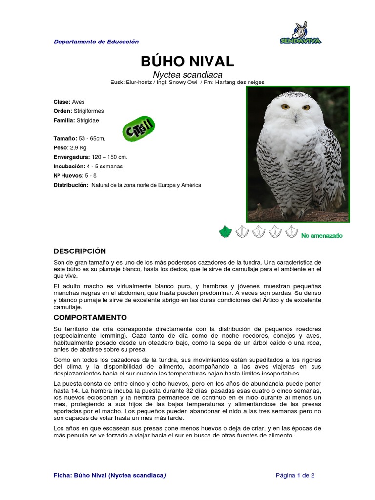 Ficha BUHO NIVAL - Nyctea Scandiaca | PDF | Aves holarctic | Aves