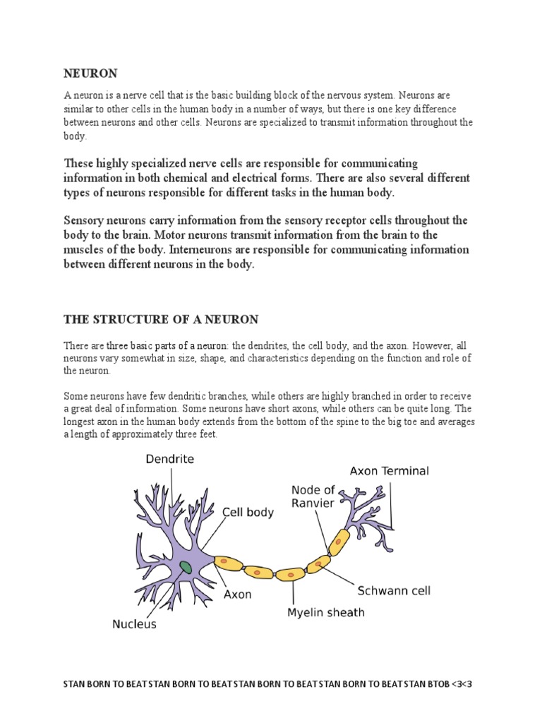 Neuron: Three Basic Parts of A Neuron | PDF | Chemical Synapse | Neuron
