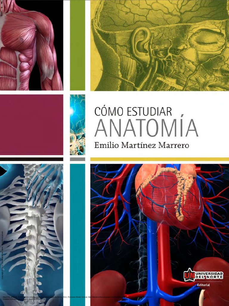 Cómo Estudiar Anatomía (PG 1 4) | PDF | Aprendizaje | Maestros