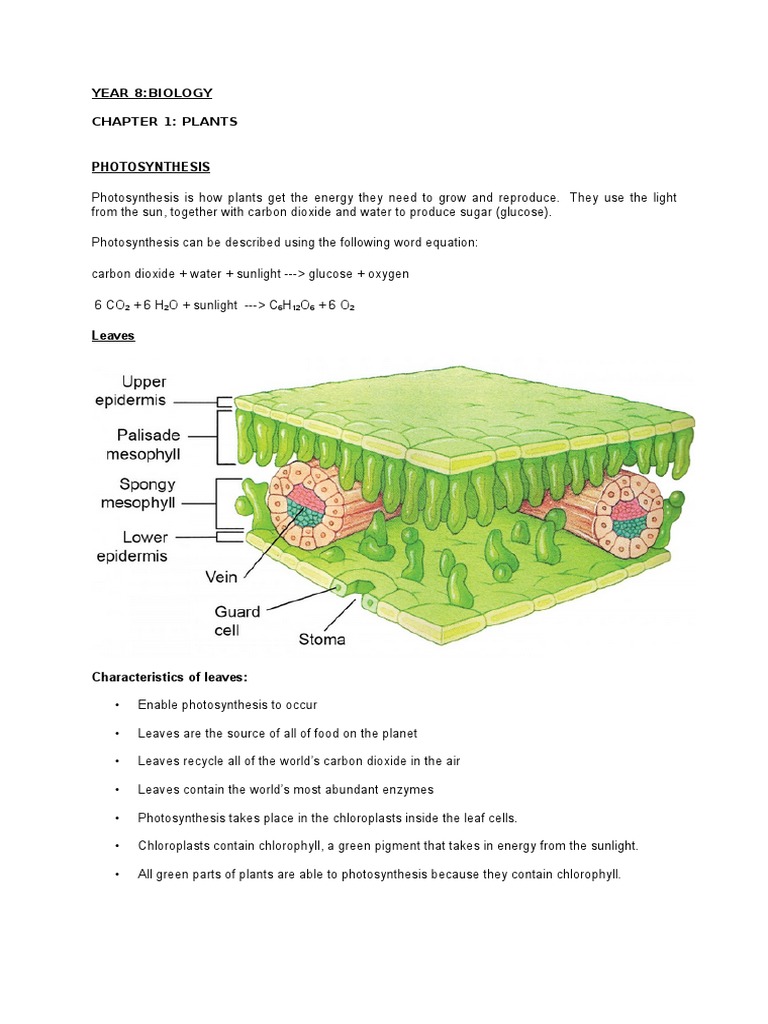 Year 8:biology Chapter 1: Plants | PDF