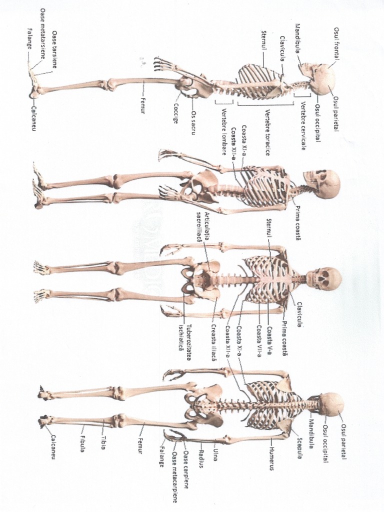 Desene Anatomie PDF | PDF