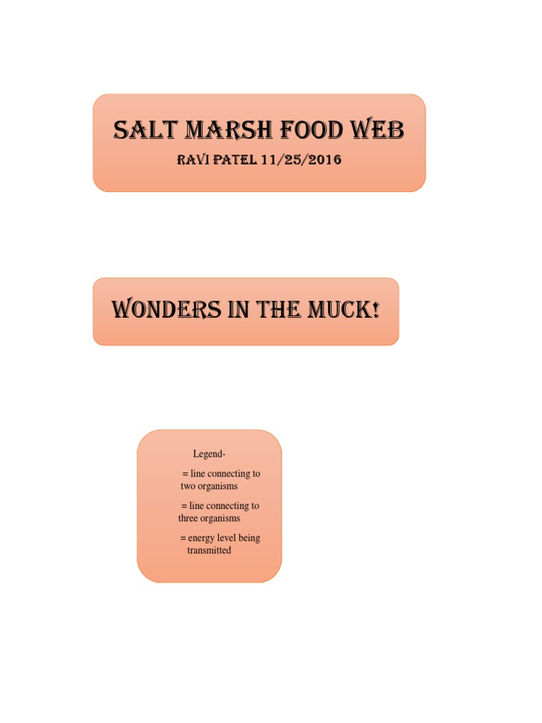 Salt Marsh Food Web Overview | PDF