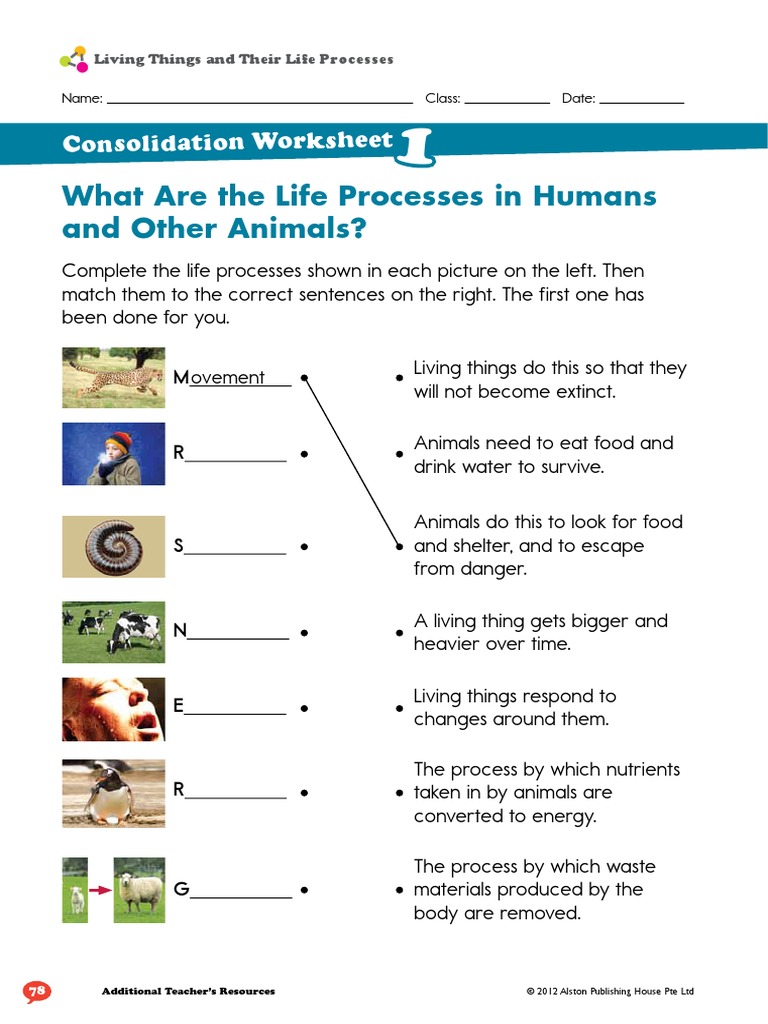 Living Things and Their Life Processes Worksheet | PDF | Plants | Life
