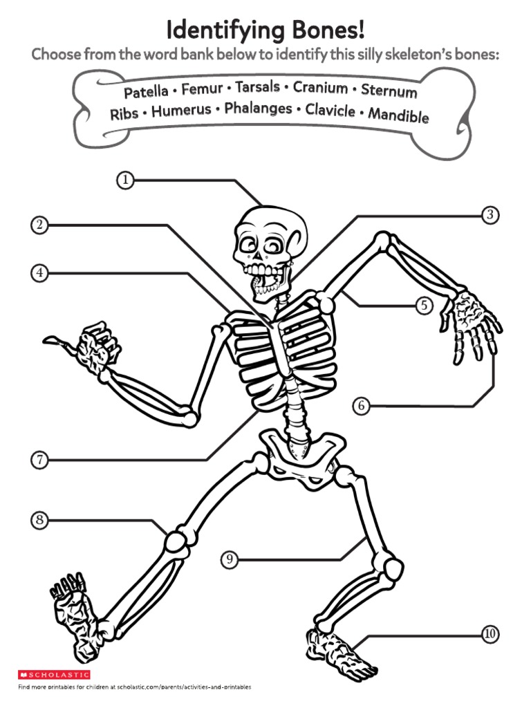 Choose From The Word Bank Below To Identify This Silly Skeleton's Bones ...
