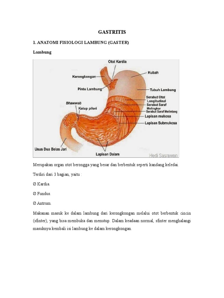 Gastritis: 1. Anatomi Fisiologi Lambung (Gaster) Lambung | PDF