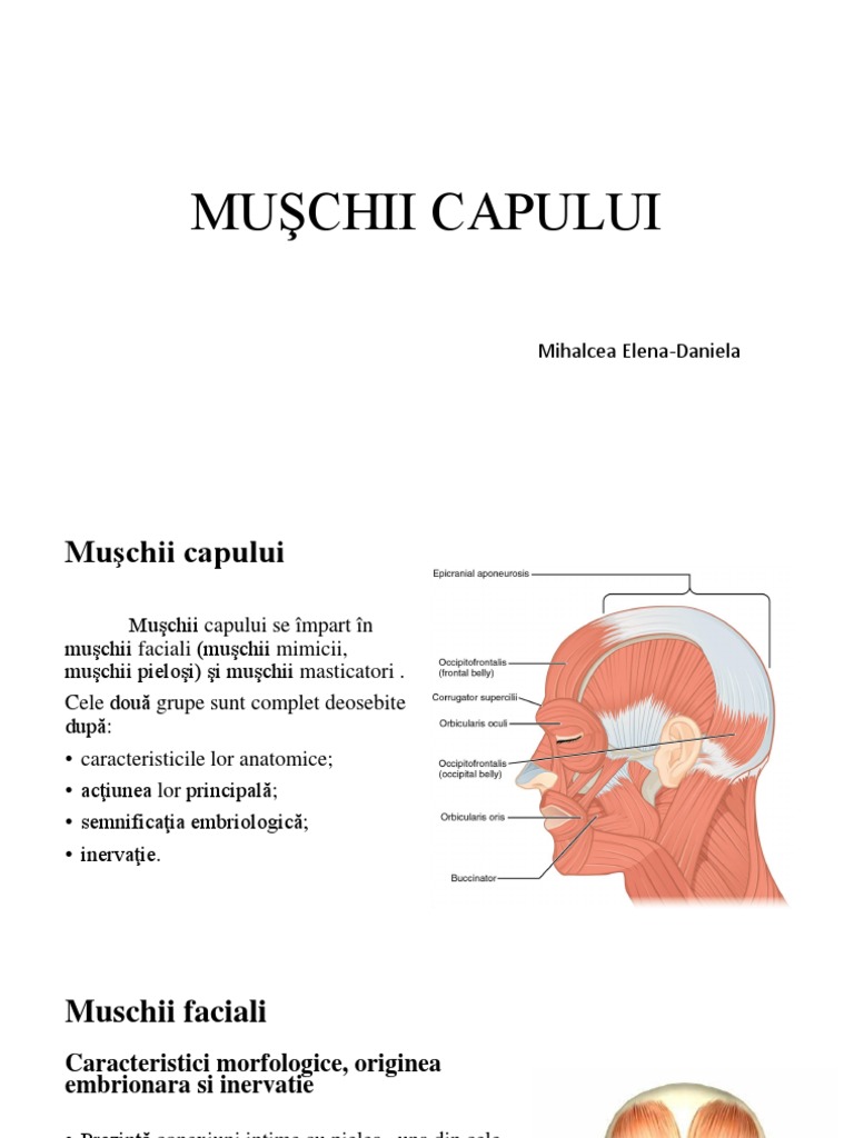 Muschii Capului | PDF