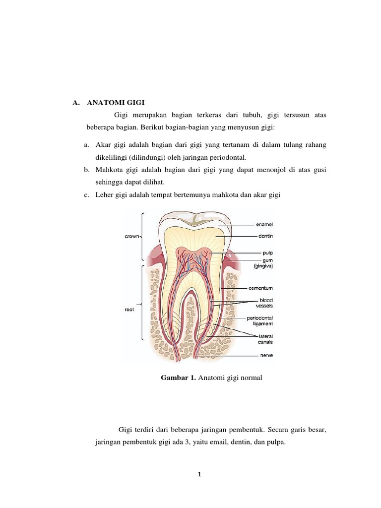 Struktur dan Anatomi Gigi Manusia | PDF | Seni & Disiplin Bahasa
