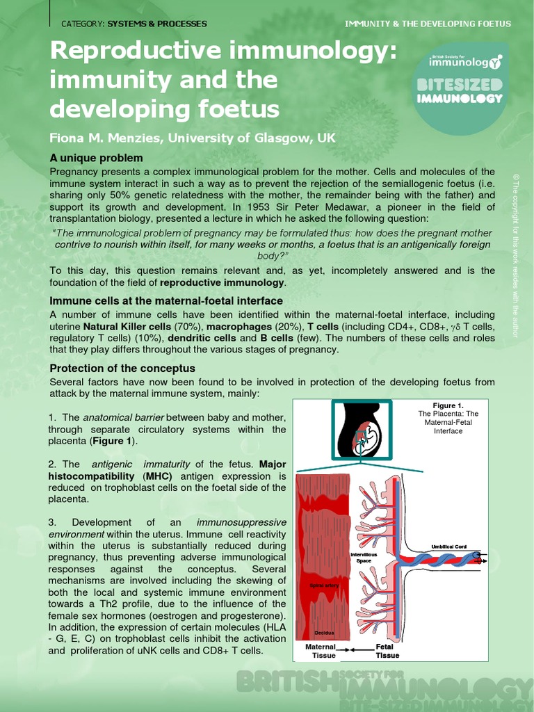 Reproductive Immunology | Download Free PDF | Immune System | Fetus