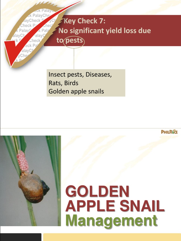 Golden Apple Snails Management | Rice | Apple