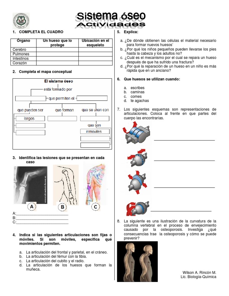 Actividades sobre el Sistema Óseo | PDF | Hueso | Articulación