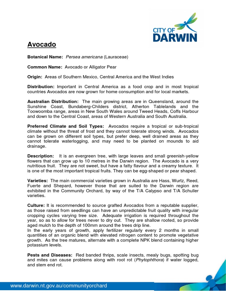 Avocado | PDF | Avocado | Botany