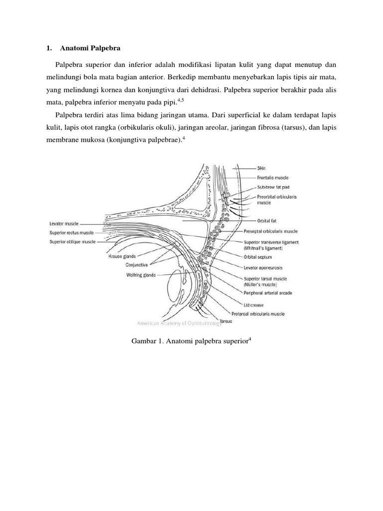 Anatomi Palpebra dan Strukturnya | PDF | Sains & Matematika