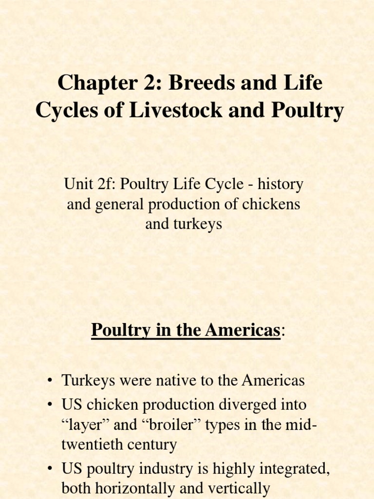 Poultry Life Cycles, Breeds, Production Stats | PDF | Poultry | Chicken