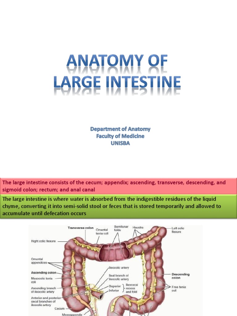 Anatomy of Teniae Coli in Large Intestine | PDF