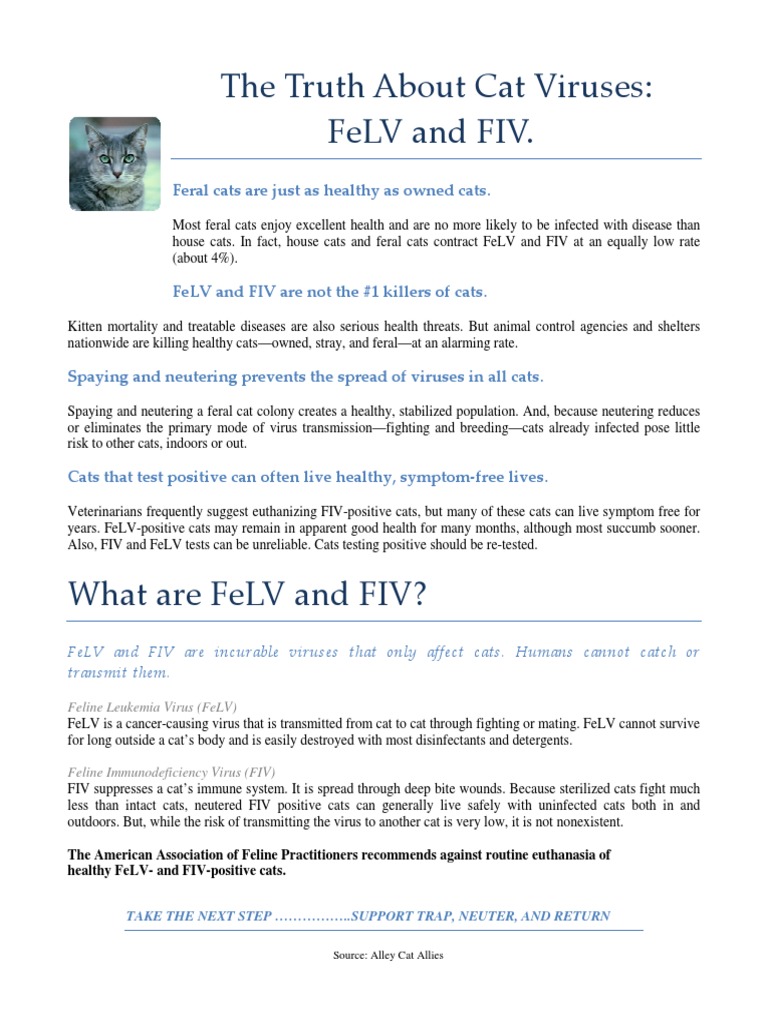 Feral Cats: Myths & Health Facts | PDF