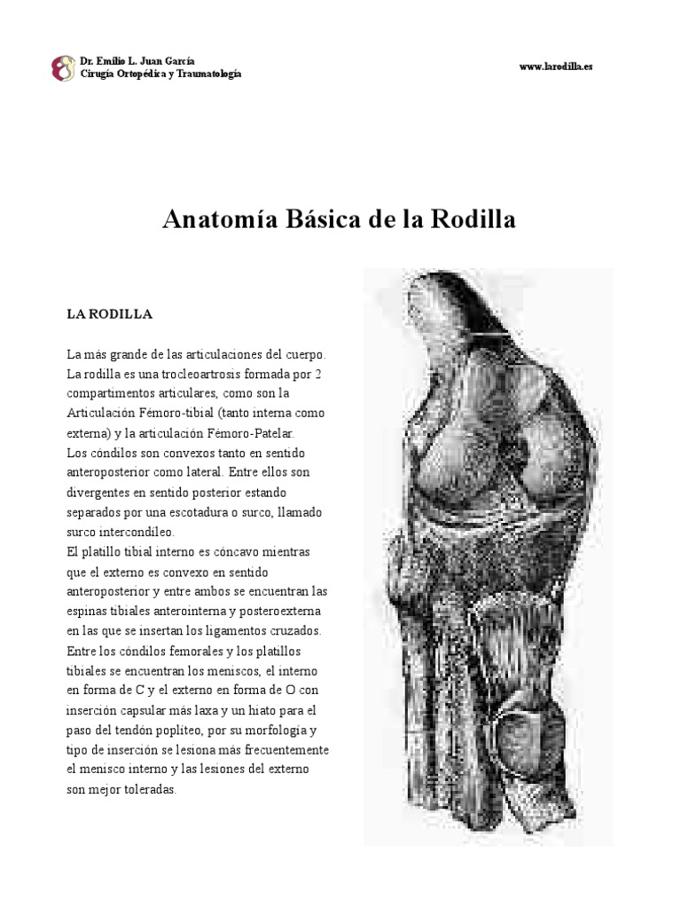 Rodilla. Anatomía | PDF | Rodilla | Sistema musculoesquelético
