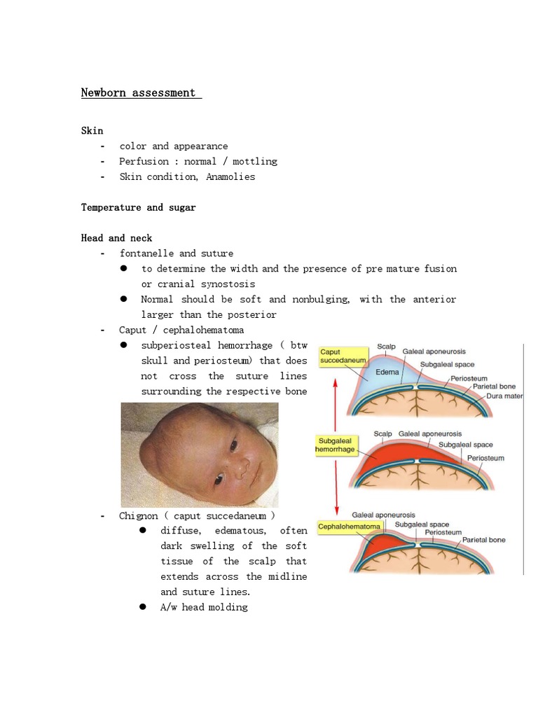 Newborn skin, temperature and assessment | PDF | Primate Anatomy ...