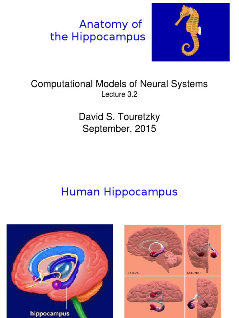 Anatomy of Hippocampus | PDF | Hippocampus Anatomy | Hippocampus