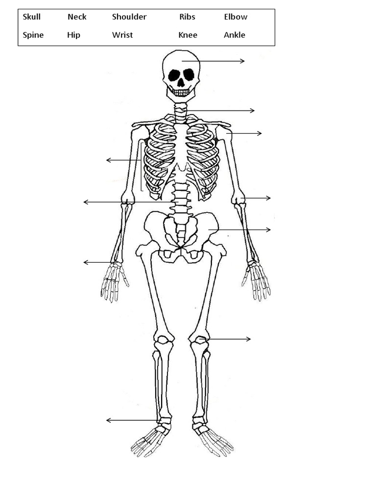 Skull Neck Shoulder Ribs Elbow Spine Hip Wrist Knee Ankle | PDF