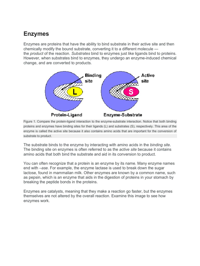 Enzymes Pdf Active Site Substrate Chemistry