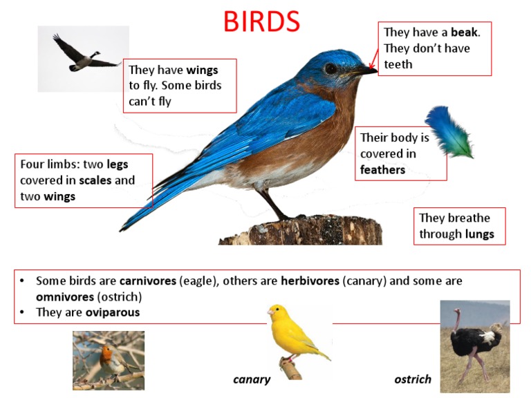 Bird Characteristics Overview | PDF