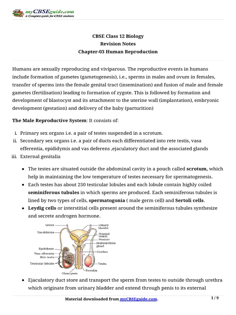 Biology Notes Male Reproduction System | PDF | Menstrual Cycle | Testicle