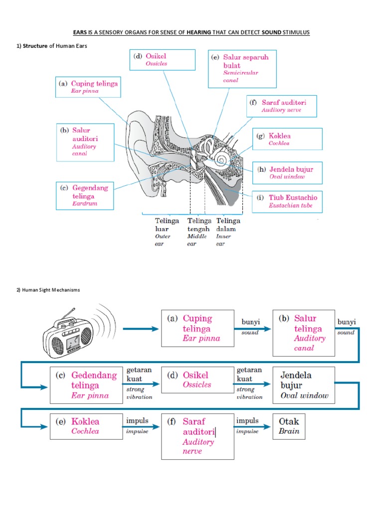 Ears Is A Sensory Organs For Sense of Hearing That Can Detect Sound ...