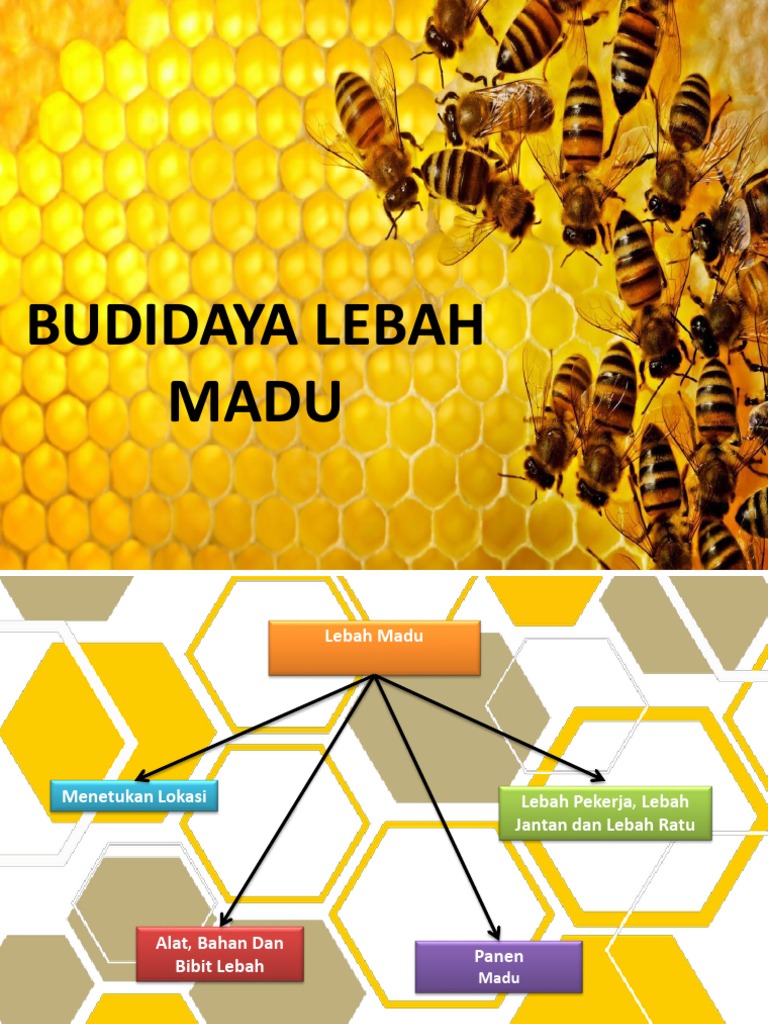 Budidaya Lebah Madu Fix 1 | PDF | Kesehatan Holistik