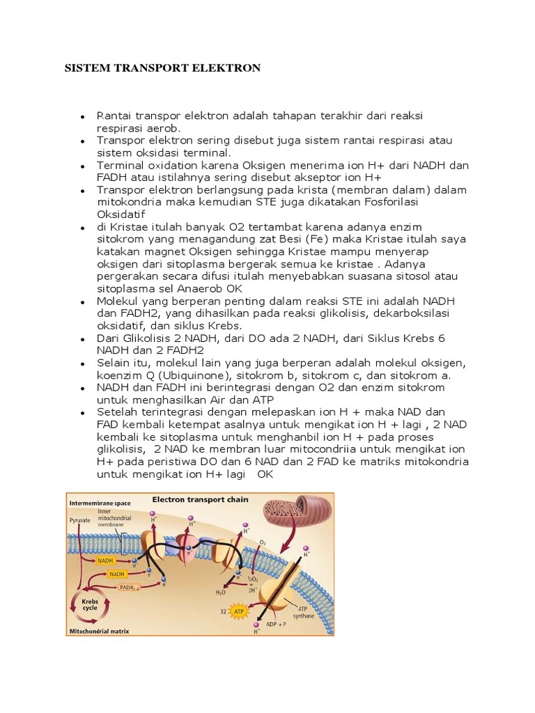 Sistem Transport Elektron | PDF